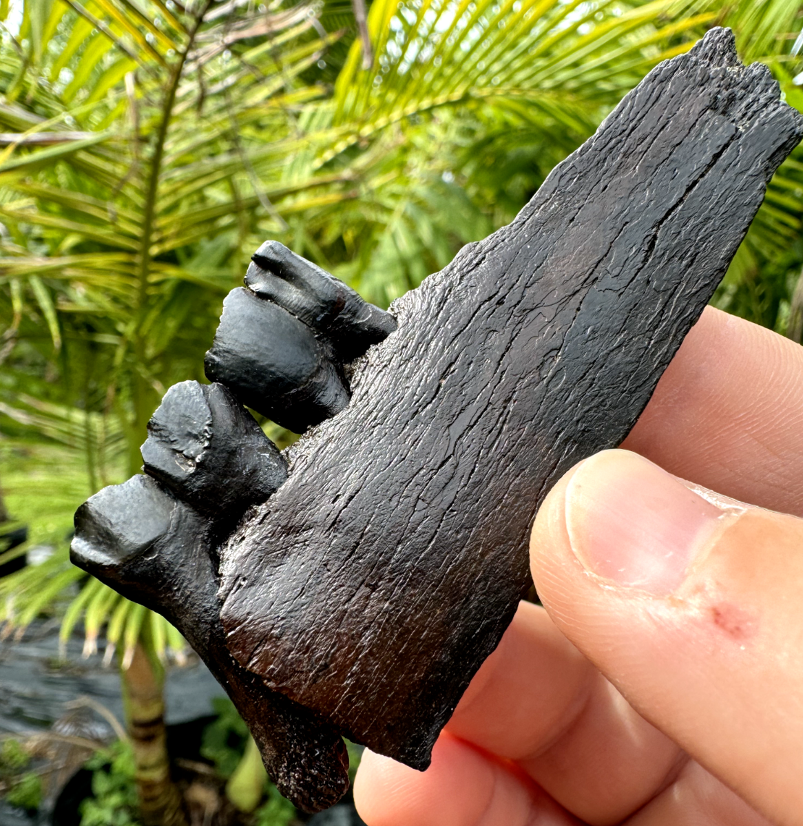 Fossil Camel Teeth Yesterdays Camel Tooth Replica