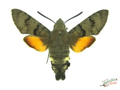 Colibri Papillon-Faucon Macroglossum Stellatarum Ensemble x1 A1- #j01 ...