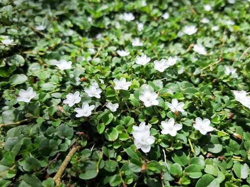 15g, Seeds for planting of Roundleaf bindweed, Calystegia sepium ...