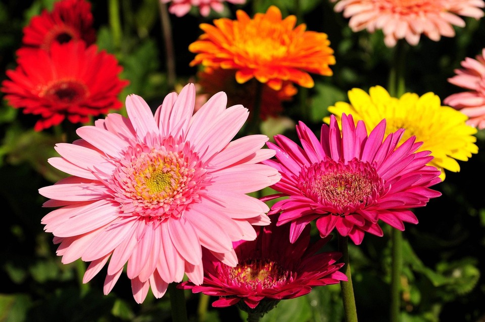 20 GERBER DAISY Mixed Colors Gerbera Jamesonii Barberton African Flower ...