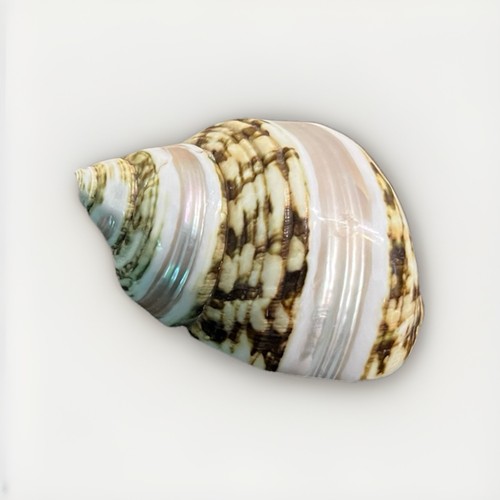 Beautiful 3” Lime Banded Turbo Sea Shell From Florida | eBay