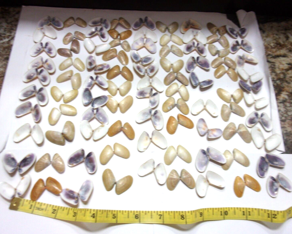 45 Pairs Connected Spanish Coquina Shells- Weight 5Oz. | eBay