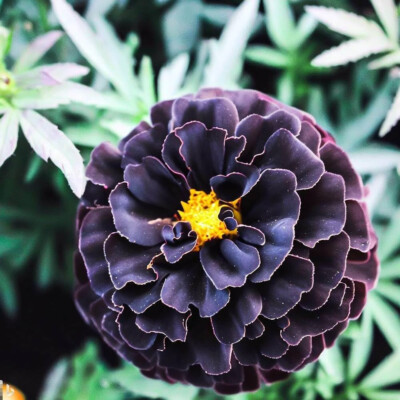 25+ Hybrid Black Marigold Seeds for Garden Planting - USA - FREE ...