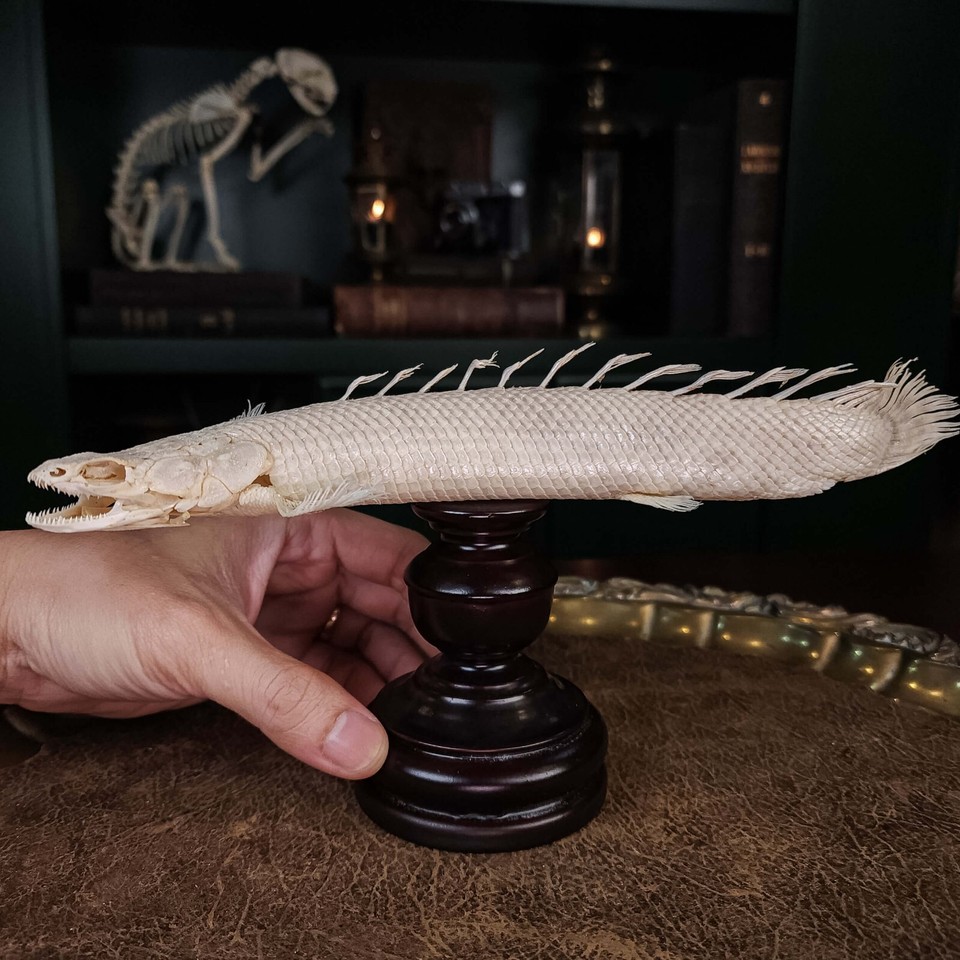 Real Mottled Bichir skeleton, Polypterus Weeksii, real fish skeleton ...