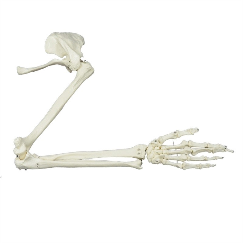 Human Arm Skeleton Model, Anatomical Human Arm Model Anatomical Study ...