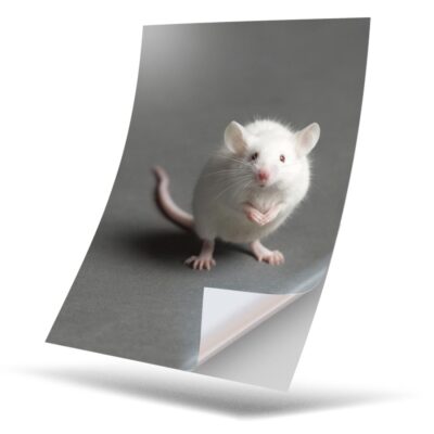 1 x Vinyl Sticker A4 - Adorable White Mouse #14148 | eBay UK