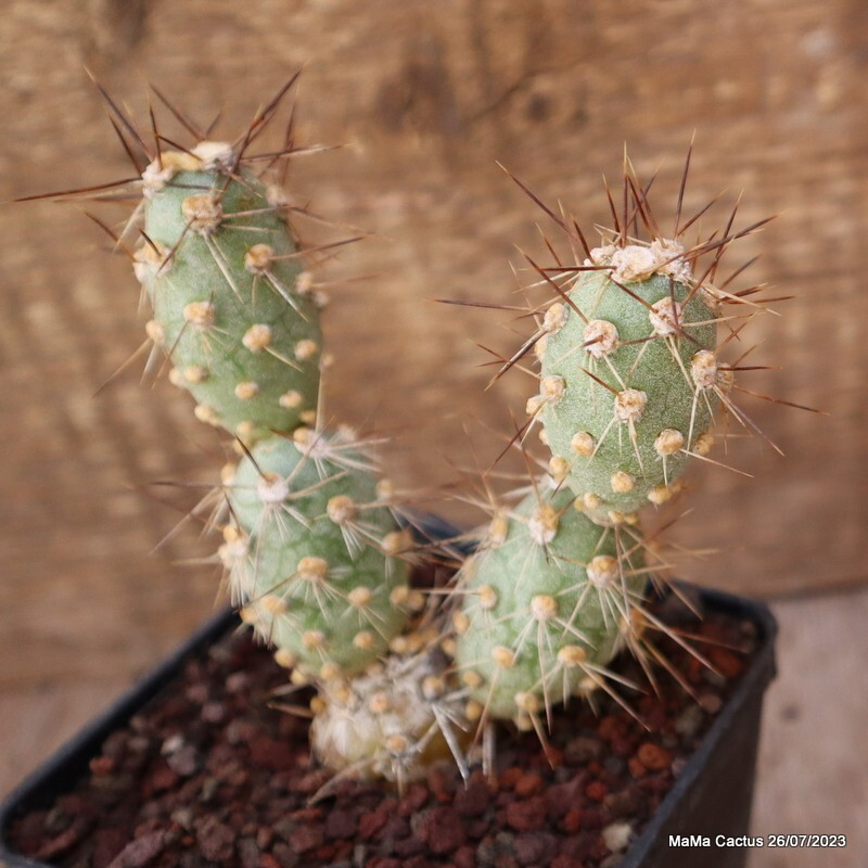 A6703 TEPHROCACTUS SPHAERICUS pot9-H12-W9 cm MaMa Cactus | eBay