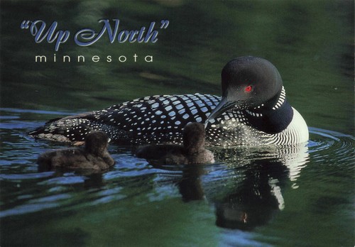Postcard MN Minnesota Bird The Common Loon and Chicks Lake Great ...