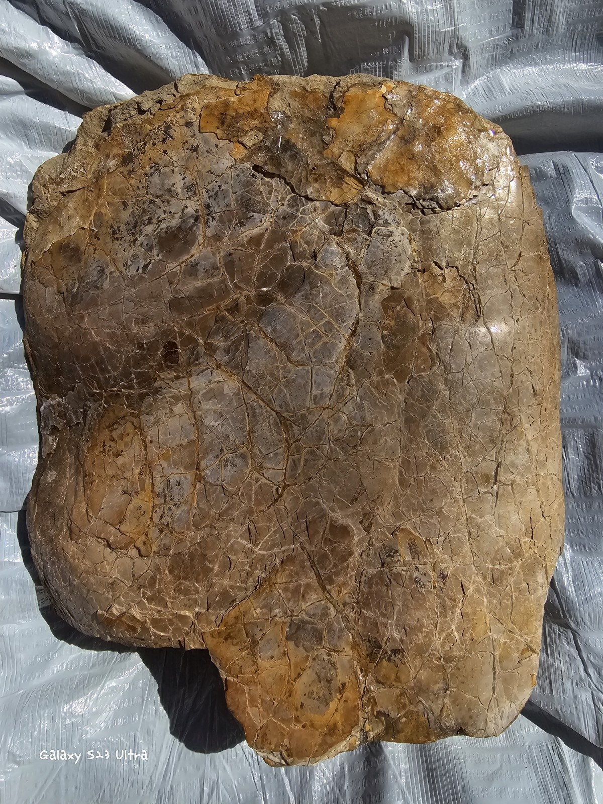 Petrified Turtle Shell | eBay