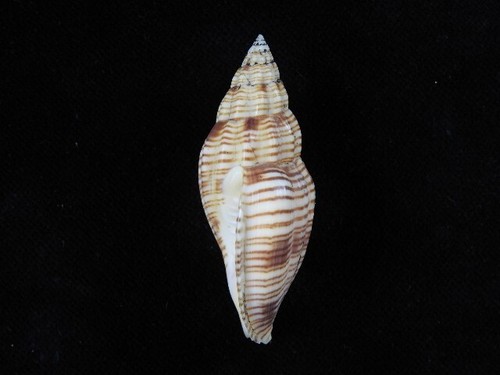 Sea shell Lyria planicostata taiwanica 56.7mm ID#6961 | eBay