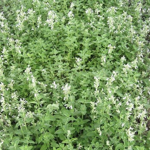 Nepeta X Faassenii Kitten Around White Flower Farm