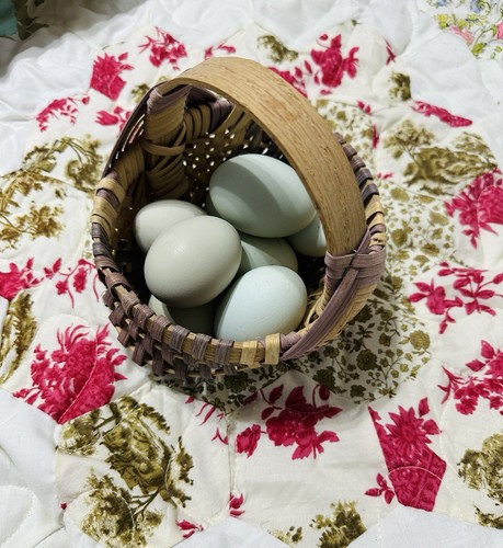 8 Blue hatching eggs From Ameraucana Roo And Ameraucana And Easter Egger Hens | eBay