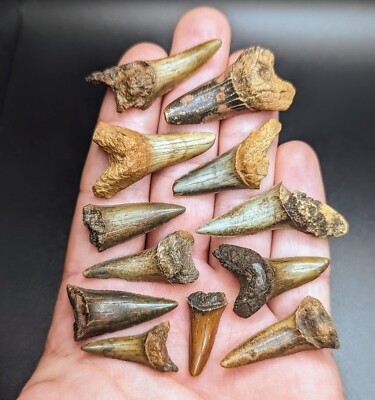 Lot Of 12 Imperfect Isurus Praecursor Shark Teeth Florida Eocene | eBay