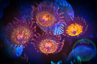 SAF~ Jason Fox Mohican Sun Zoas “WYSIWYG” Paly, Zoa, Live Coral Colony ...