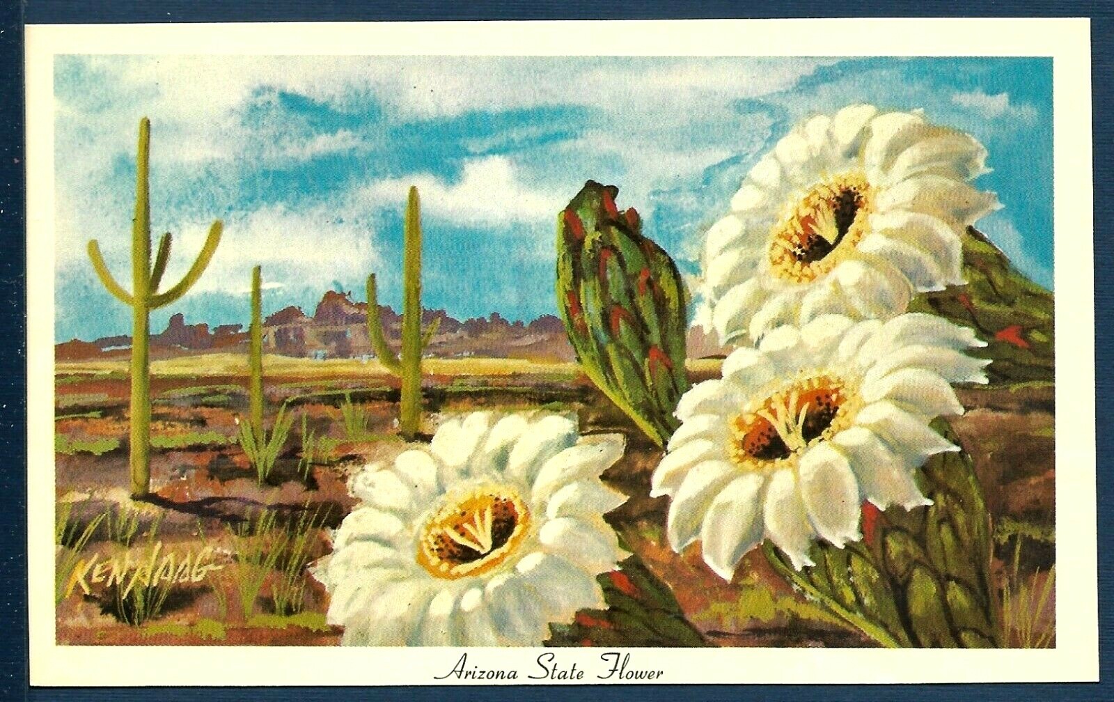 Arizona State Flower - The Saguaro Cactus Blossom | eBay