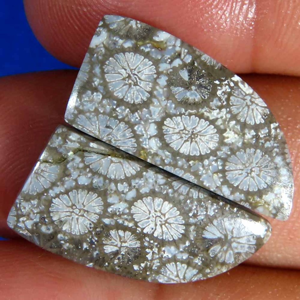 14.25Cts.100%Natural Black Fossil Coral Fancy Cab Pair 10x20x3mm Losse ...
