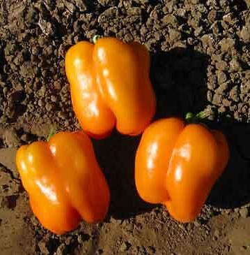 Pepper Muscato 100 seeds | eBay