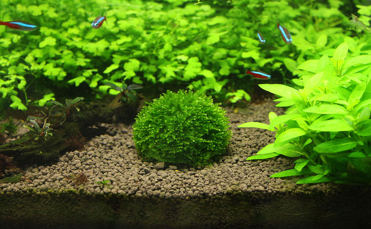 Aquarium Decoration DIY Submerged Moss Ball for Planted Tank with ...