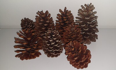 Pine Cones, Florida Long Leaf Pine, 15 count | eBay