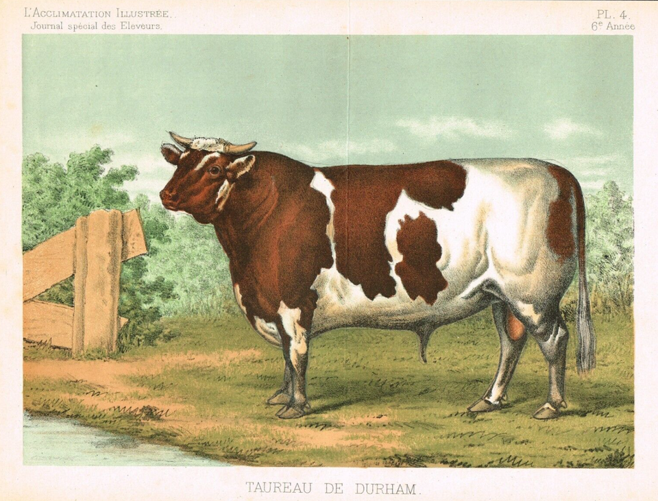 Shorthorn Durham Cattle Breed, Antique Print - Acclimatation Illustre ...