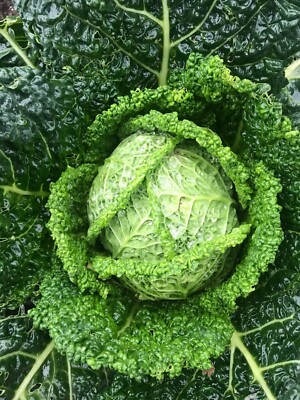 Savoy Cabbage Plug Plants "Grow Your Own" Vegetables 'Ready to Plant ...