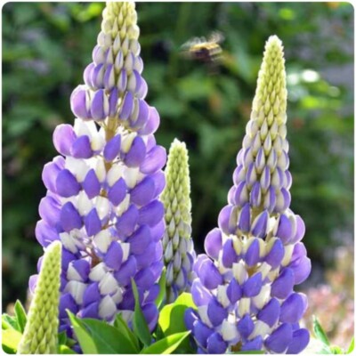 Lupin Legendary Blue Shades x 5 Perennial Plug Plants | eBay
