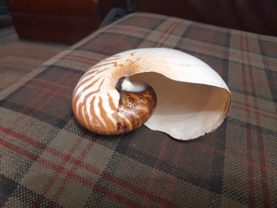 Real Tiger Chambered Nautilus Shell Natural Brown Rare Seashell 6" Inch ...