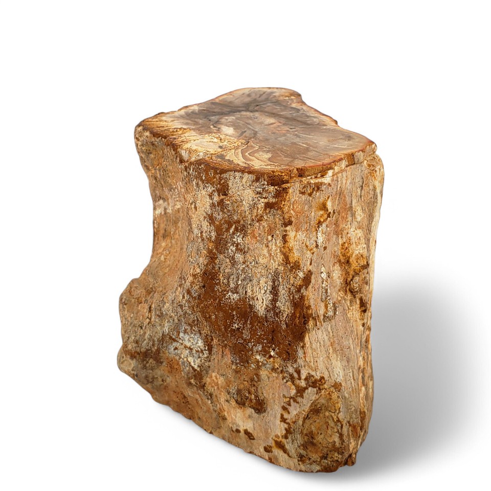 Polished Petrified Wood Madagascar 383 grams Fossil Free Standing ...