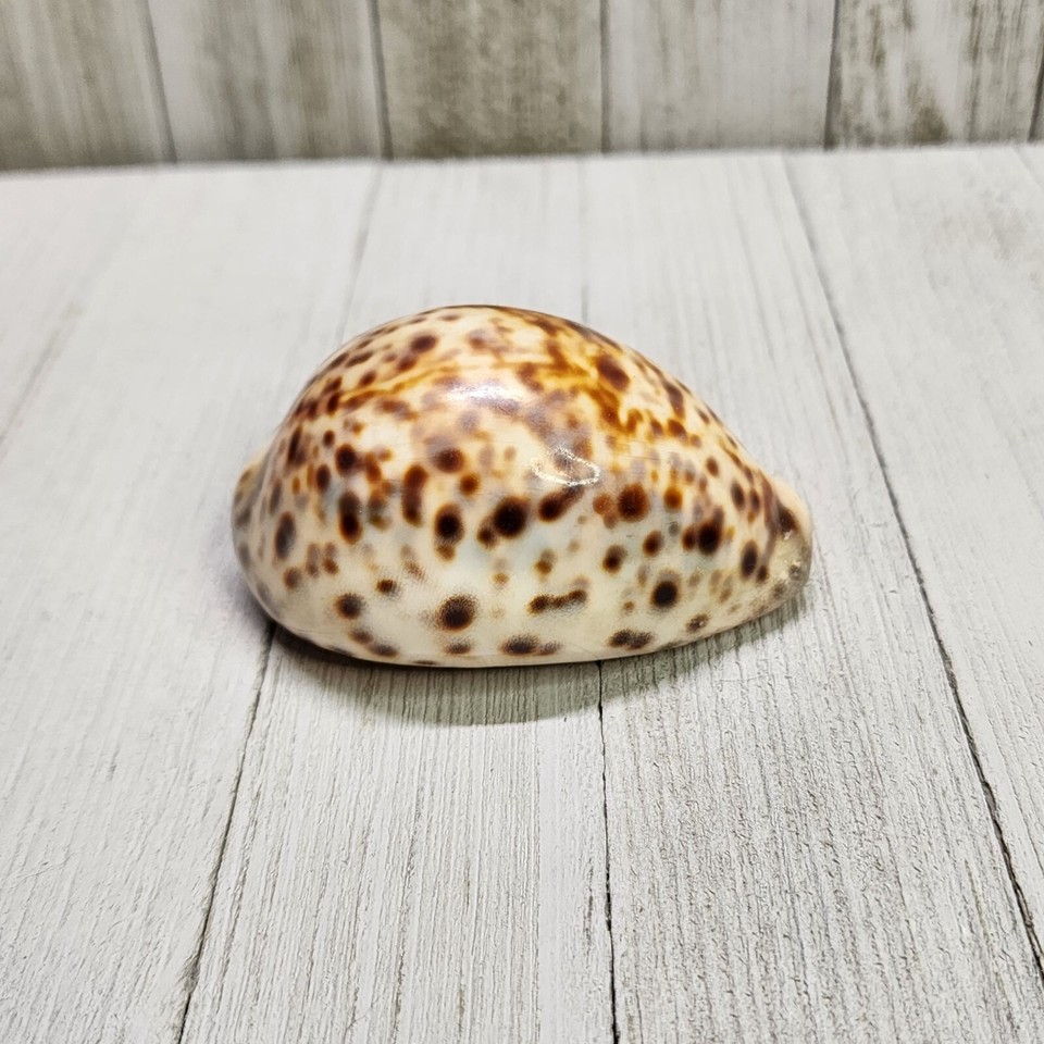 Vintage Cypraea Tigris Tiger Cowrie Sea Shells Snail 3'' Collectibles ...