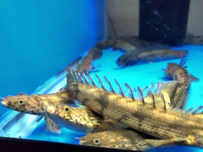 Endlicheri Saddled Bichir - Polypterus endlicheri - Live Fish (8"- 9 ...