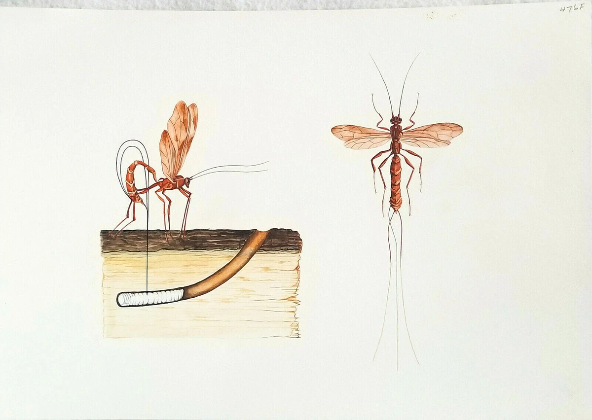 Wasp Scientific Illustration