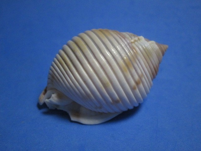 Phalium umbilicatum (Pease,1860) "ENDEMIC: HAWAIIAN ISLANDS" (70.0mm ...