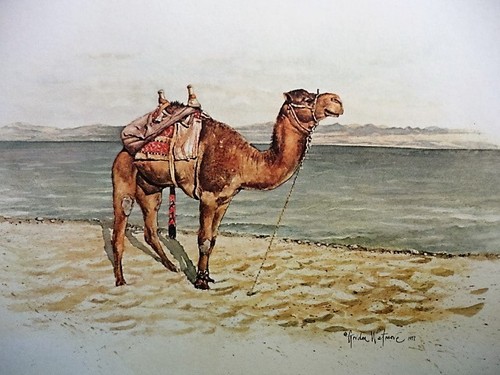 Camel Dead Sea Gordon Wetmore Promise Land Print to Frame Vintage | eBay