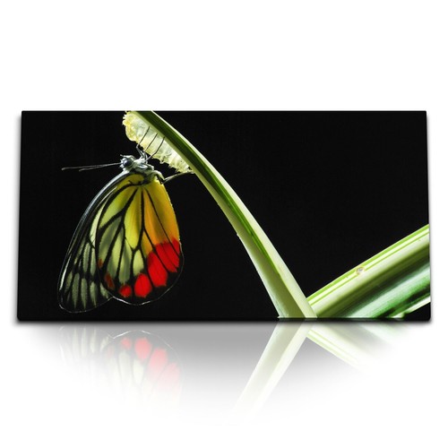 Kunstdruck Bilder 120x60cm Makrofotografie Schmetterling Schwarz ...