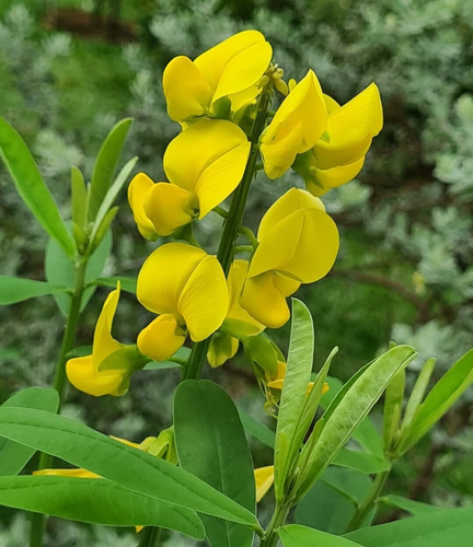 5000+ Chipilin Chepil Planting Seeds CrotalariaIncana Chepilin Semillas ...