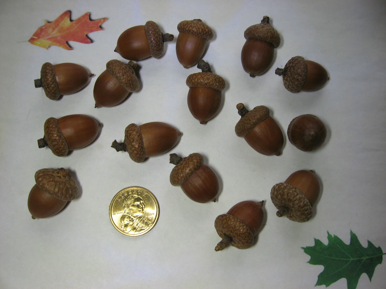 15 Whole Natural Red Oak Acorns all 1 inch & OVER / glued caps. Clean ...