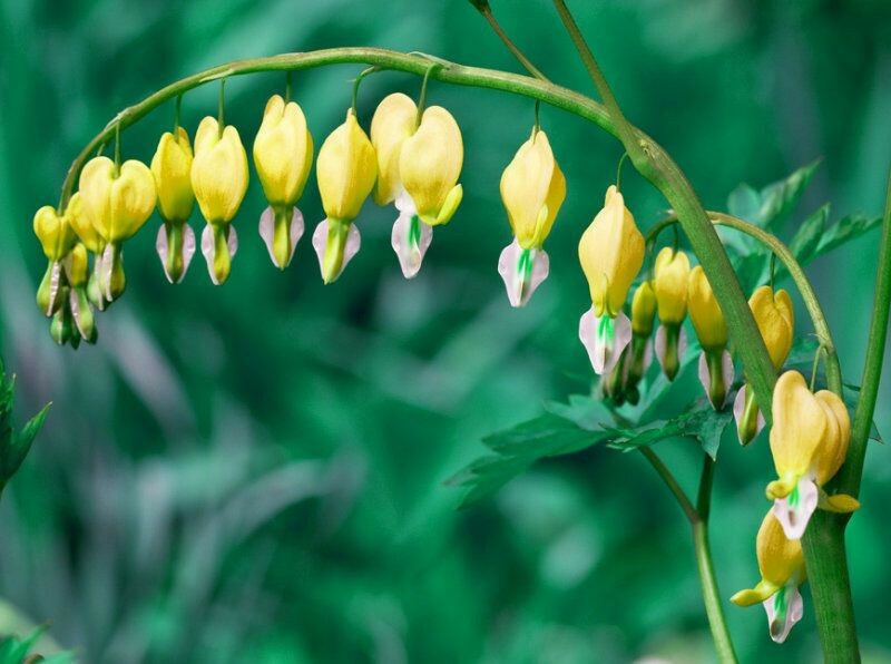 25 Yellow Bleeding Heart Seeds Flowers Flower Seed Perennial Bloom 315 ...