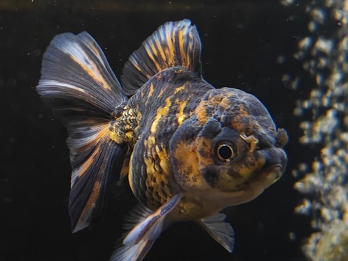 Oranda goldfish juvenile Male 3 Inches Live Fish | eBay