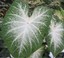 2 -Caladium Grey Ghost**Fresh NEW CROP In Stock Now!!! | eBay
