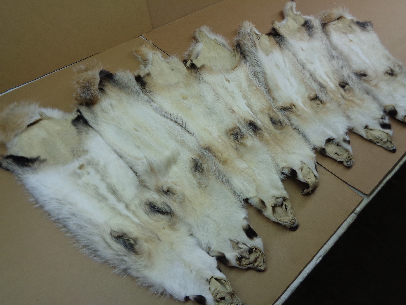 Tanned Semi-Hvy Badger Hide/Fur/Taxidermy/Free ship/Trapping/Pelts | eBay
