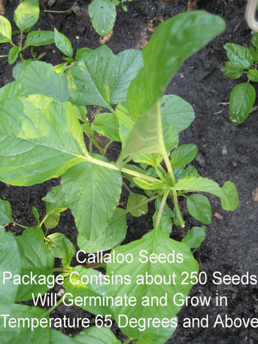 Callaloo - Plant Seeds ~ For 2025 Planting (Over 250 Plants).. Non GMO ...
