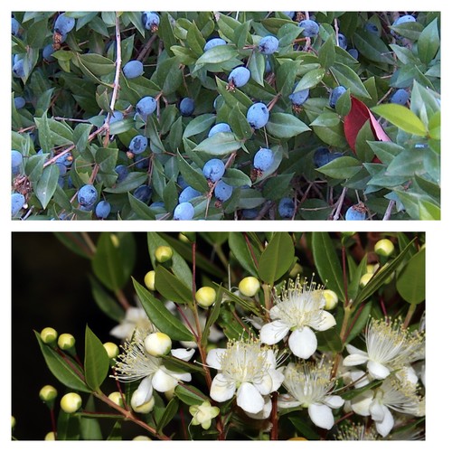 20 Seeds TRUE MYRTLE Myrtus Communis aka Common & Sweet Myrtle Fragrant ...