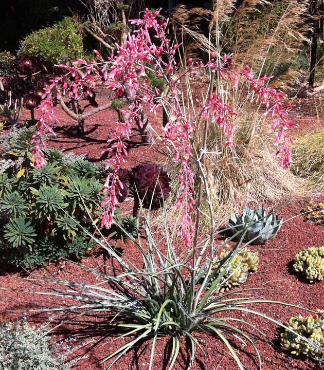 Red Yucca Plant Live Outdoor 4 to 6 Inches Tall in Pot - Red Yucca ...