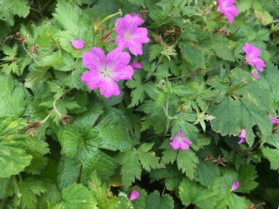 3 - Pink - Hardy - Geranium Plants - Bare root - Very easy to Grow ...