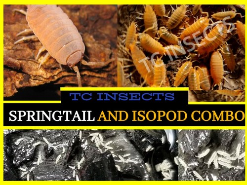 ⭐ 10+ | 20+ | 30+ Powder Orange Isopods & 8oz Springtail Tropical ...