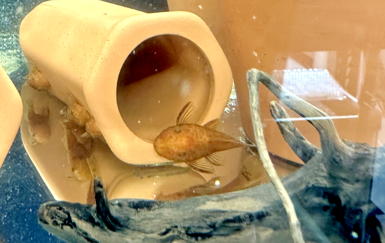 Super Red Bristlenose Pleco Standard Fin | USA Home-bred | eBay