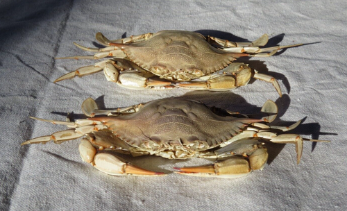 2pcs Blue Crab Mount Shells Crafts, Dried Natural Beach Taxidermy ...