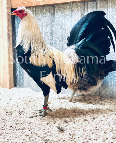 Fall Pre-Order Pure Bob Bennett 6+ Chicken Eggs | eBay