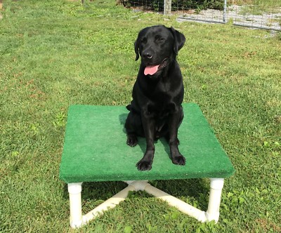 Dog Agility Pause Table - Any 5 heights | eBay