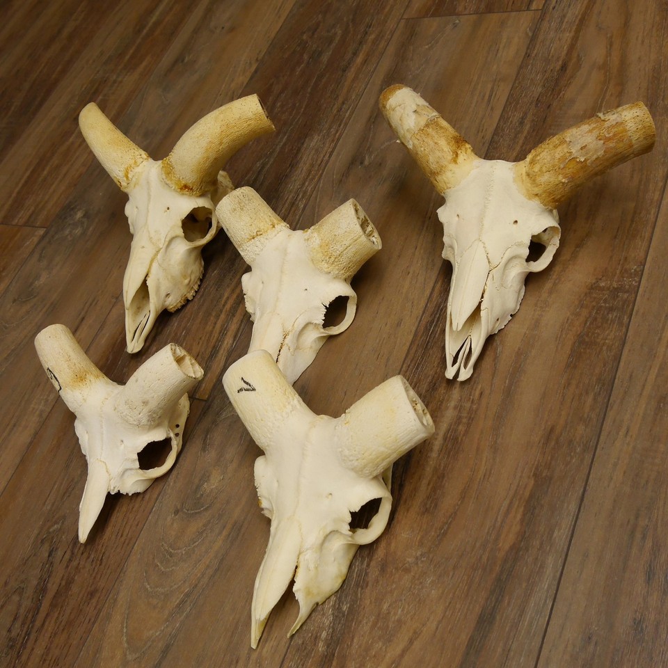 Mouflon (Ovis Gmelini Musimon) 5X Skull Without Horns Ram Skull Trophy ...